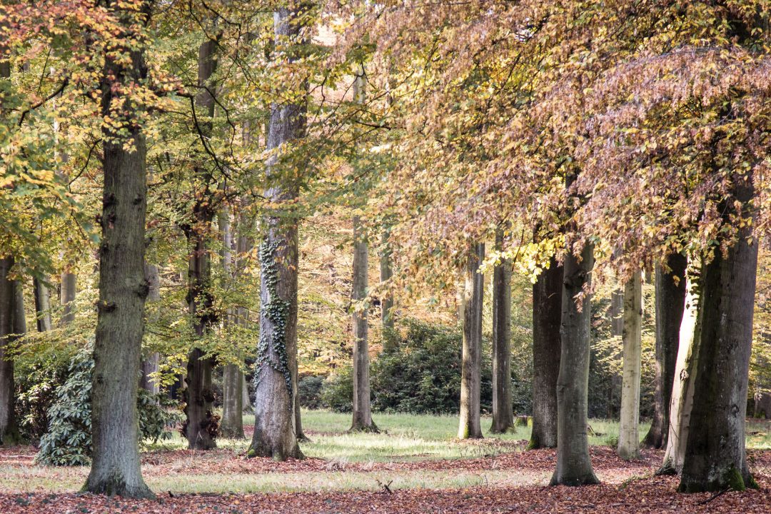 Unser Wald - Gräflich von Spee´sche Forstbetriebe